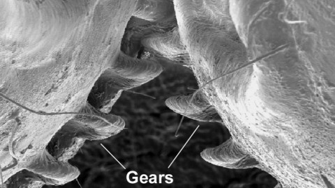 Planthopper Gears: Life Imitating Inventions Or Vice Versa? - Guardian ...