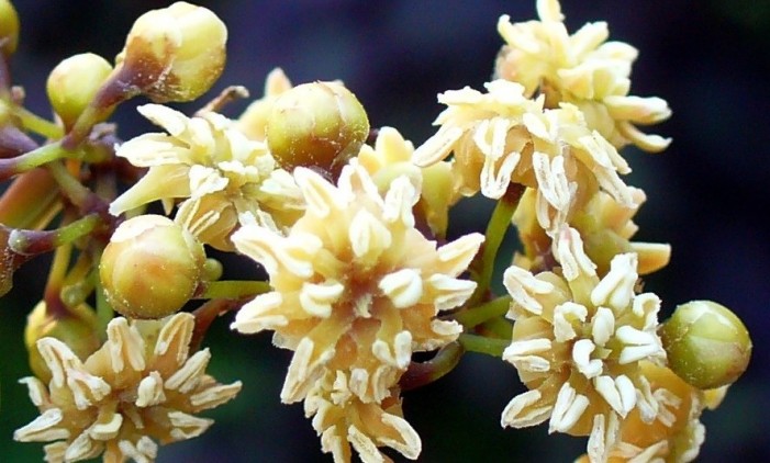 Amborella Plant Genome Yields Evolutionary Insight Into Flowering ...