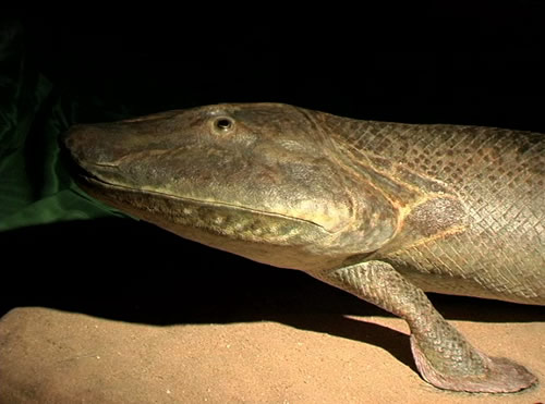 Tiktaalik Roseae Baffles Scientists - Guardian Liberty Voice