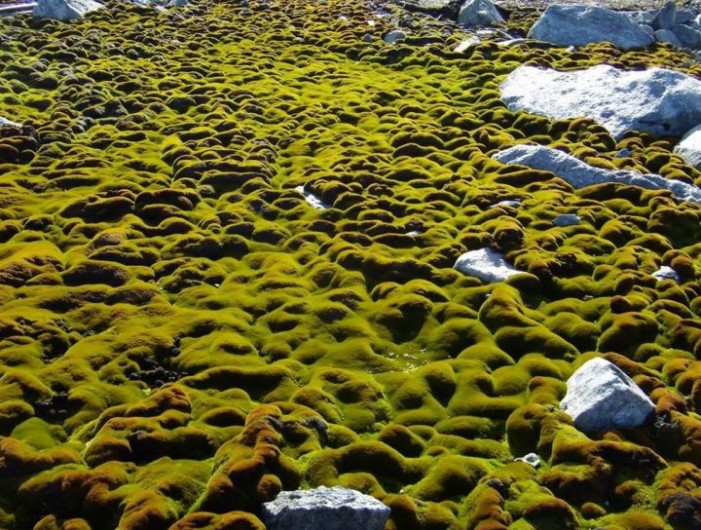 Scientists Bring 1500 Year Old Moss Back To Life - Guardian Liberty Voice