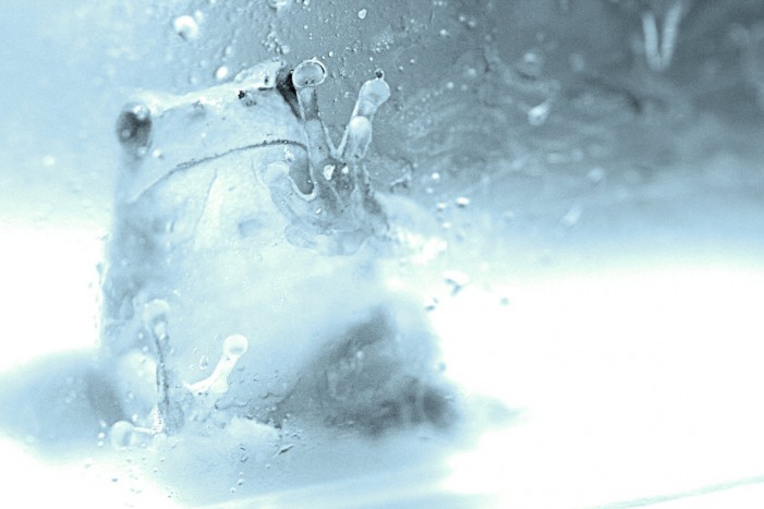 Wood Frogs Spend Winter as Ice Cubes - Guardian Liberty Voice