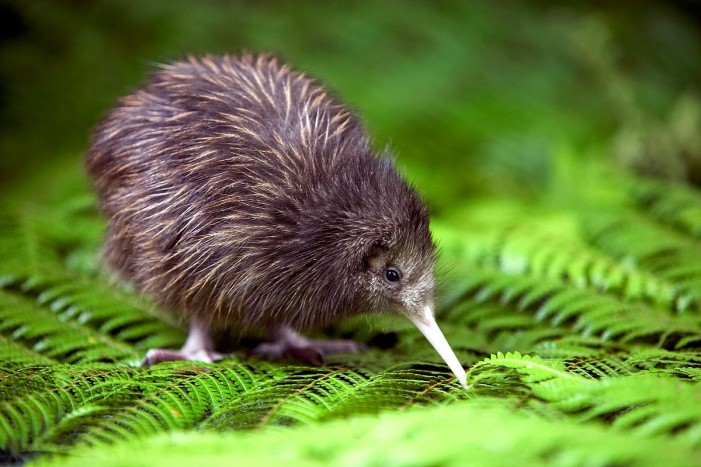 New Study Changes Thinking on Evolution of Flightless Birds - Guardian ...