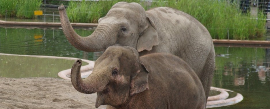 Elephants Are Smart: Six Things That Prove It - Guardian Liberty Voice