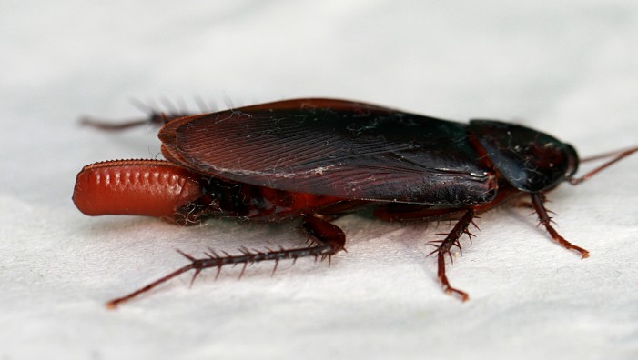 10 Interesting Tidbits And Little Known Facts About Cockroaches ...
