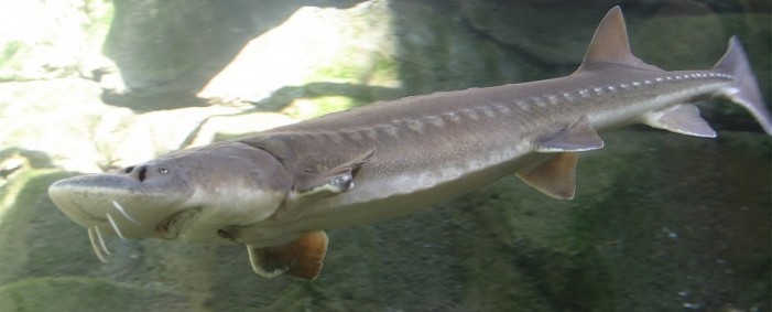 Jumping Sturgeon in Florida Kills Girl Boating With Her Family ...