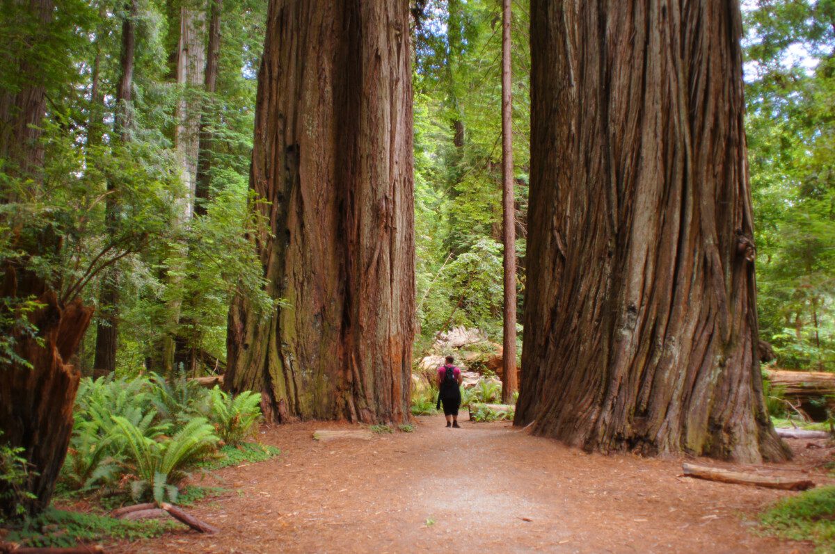 Splitting California In 2? - Guardian Liberty Voice