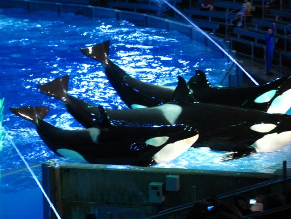 Kayla The Orca Whale Dies At SeaWorld Age 30 - Guardian Liberty Voice