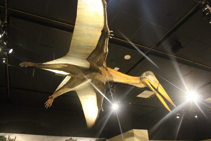 Dragon Of Death Largest Pterosaur Ever Found In South America ...