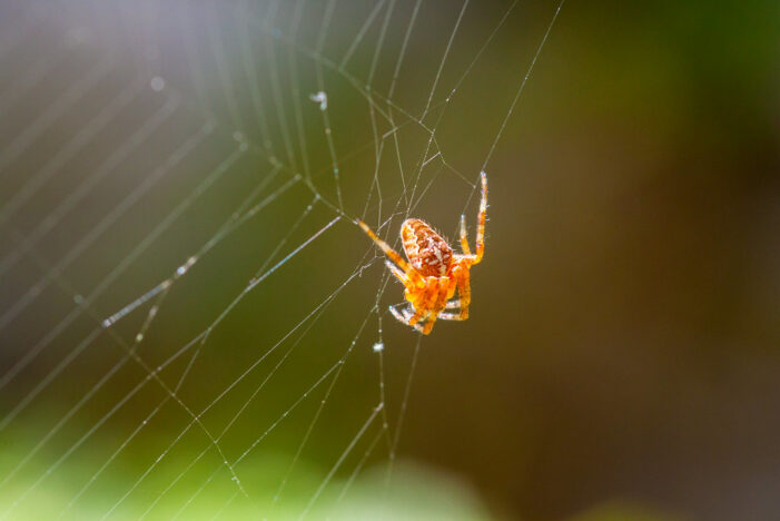 Scientists Reanimate Dead Spiders - Guardian Liberty Voice