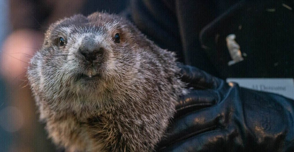The Odd History That Makes Up Groundhog Day - Guardian Liberty Voice